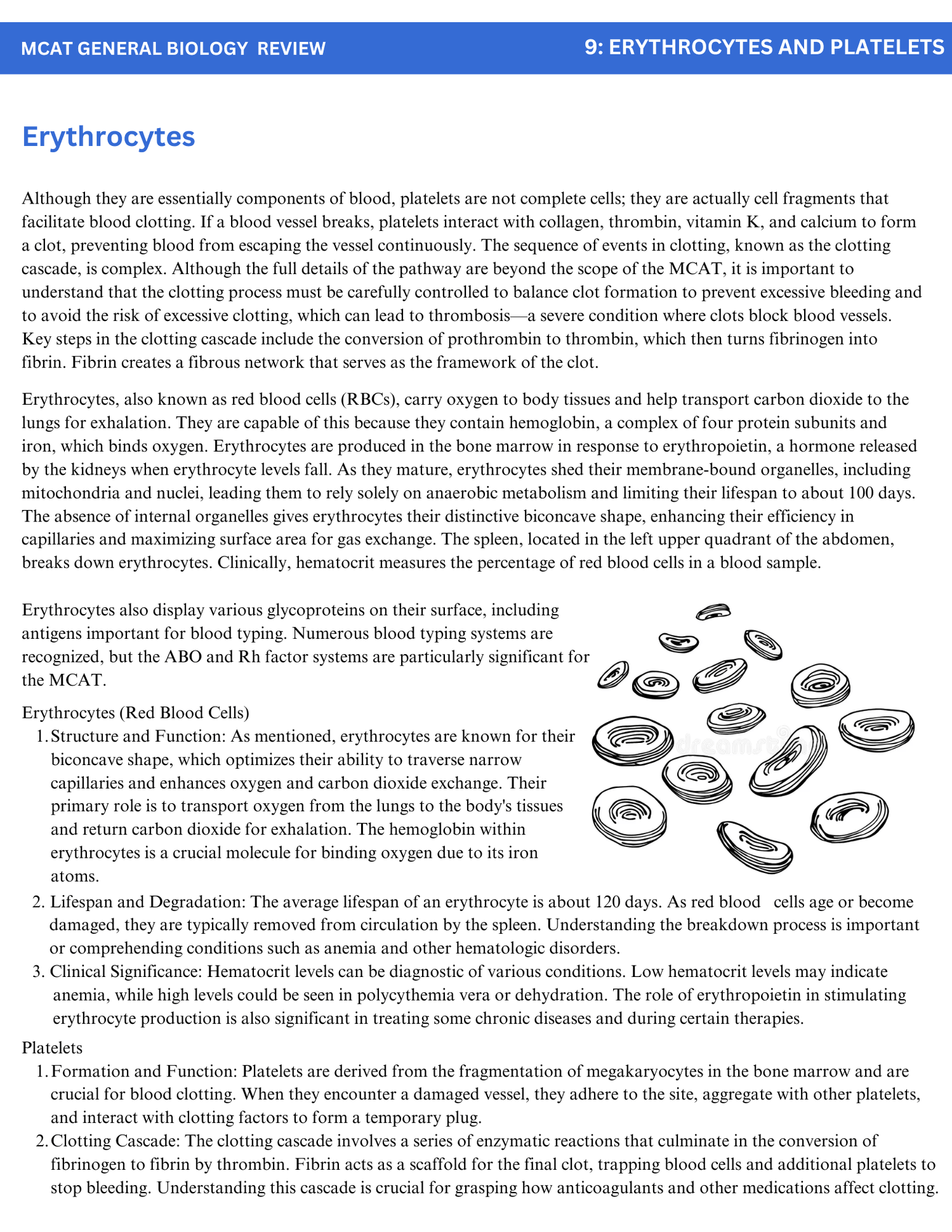 MCAT Test Prep – MedSchoolBro